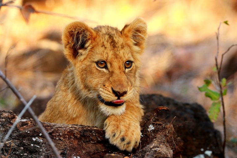 Home - Nature Guide Training