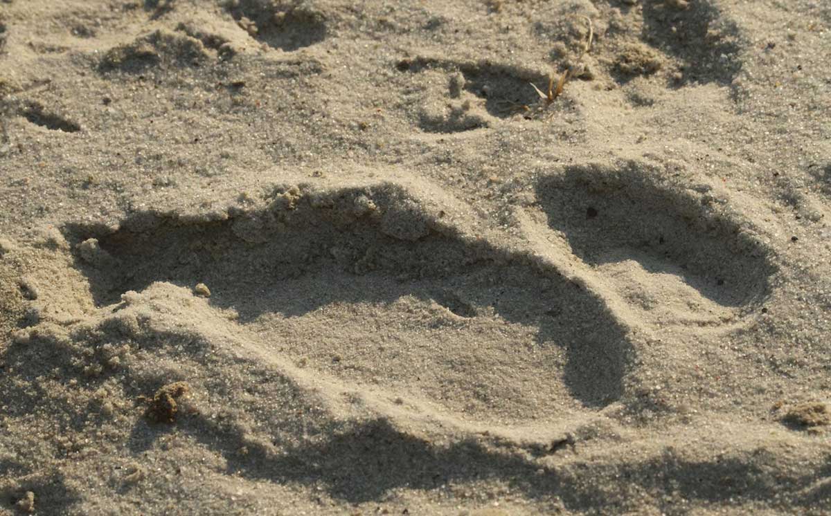 Tracking Courses - Nature Guide Training