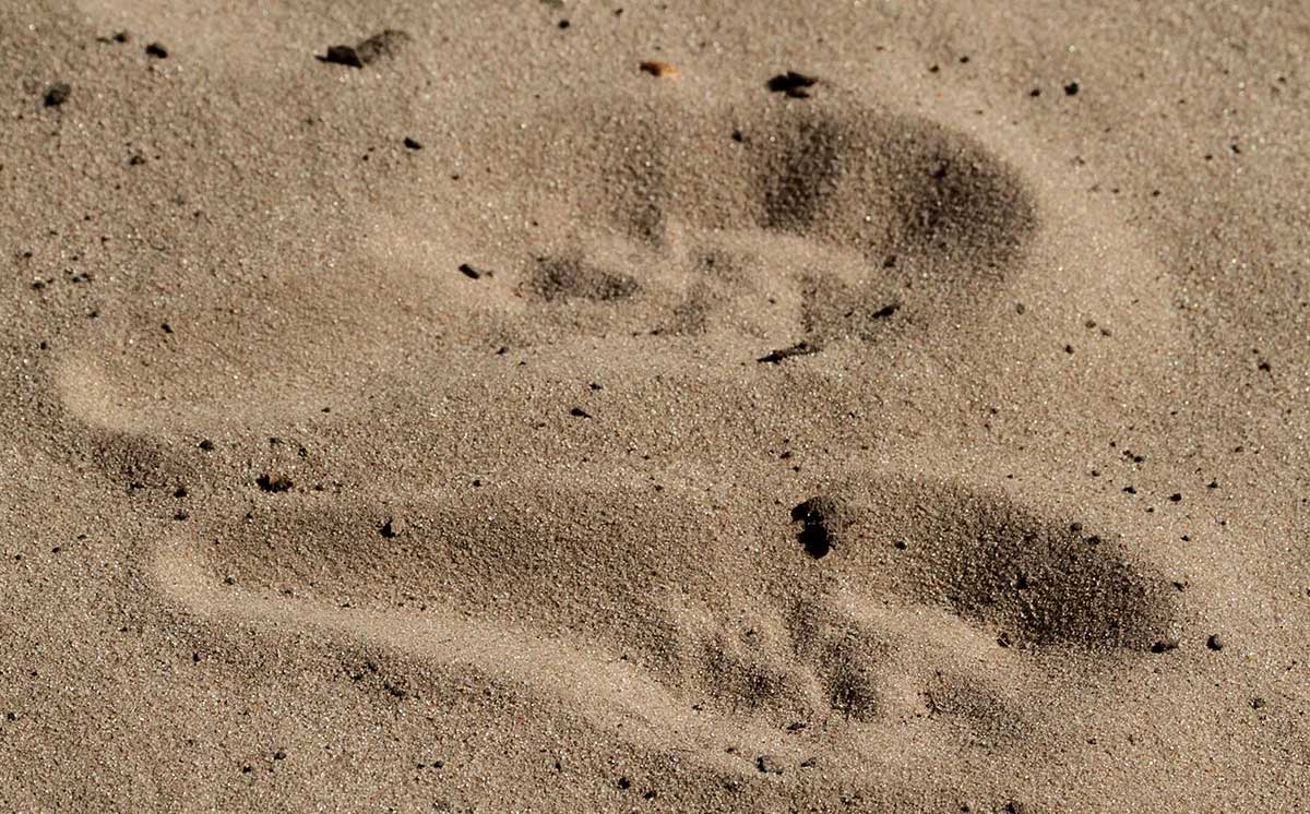 Tracking Courses - Nature Guide Training