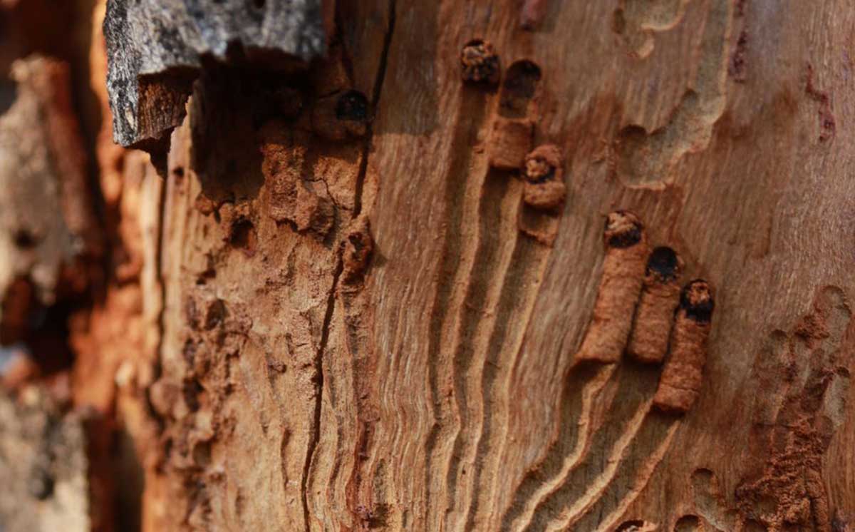 Tracking Courses - Nature Guide Training