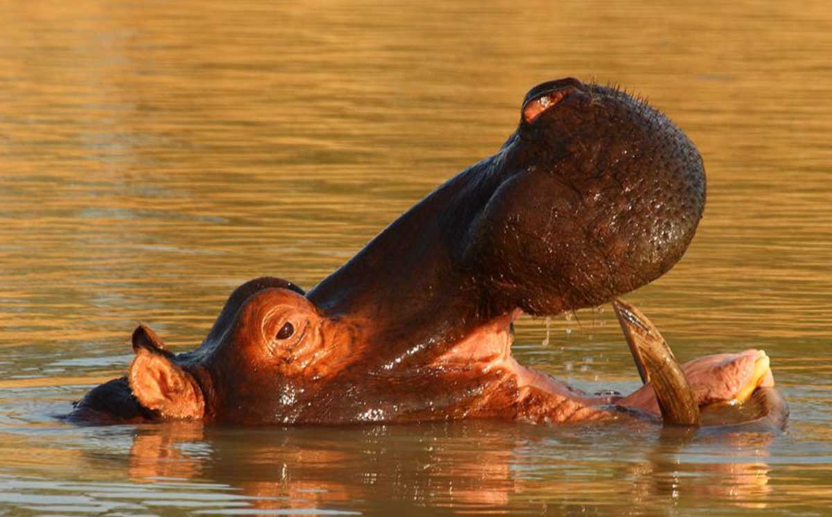 Tracking Courses - Nature Guide Training