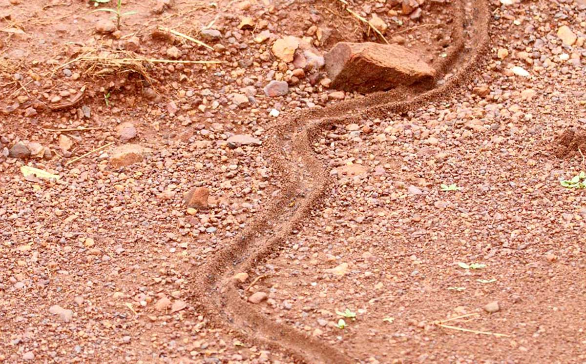 Tracking Courses - Nature Guide Training