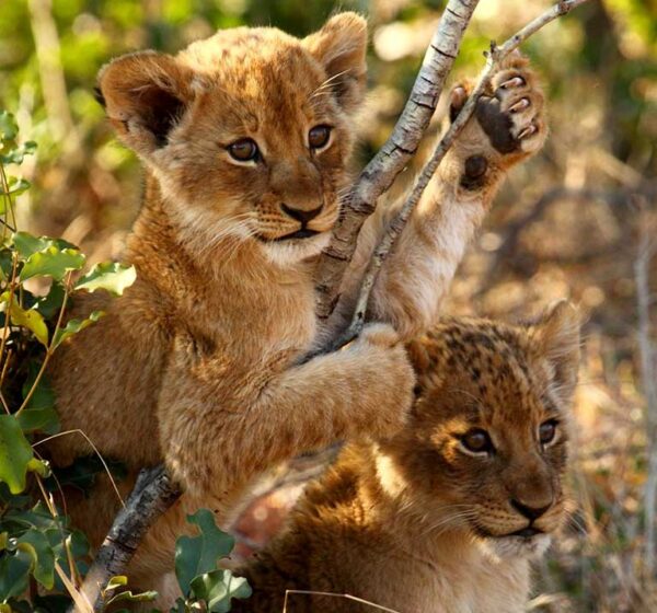 FGASA Field Guide (NQF2) Course - Nature Guide Training