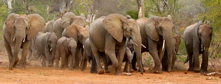 Field Guides Association of Southern Africa - Nature Guide Training