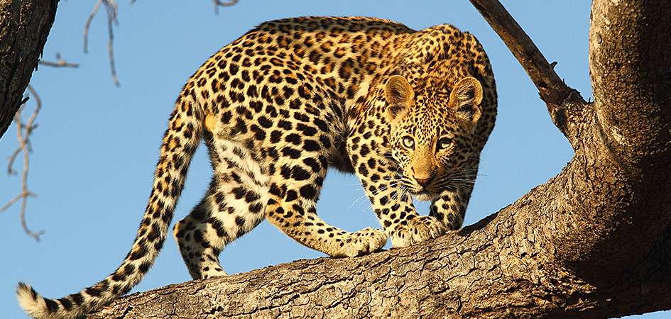 About Nature Guide Training - Nature Guide Training