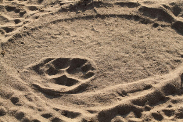 Tracking Courses - Nature Guide Training