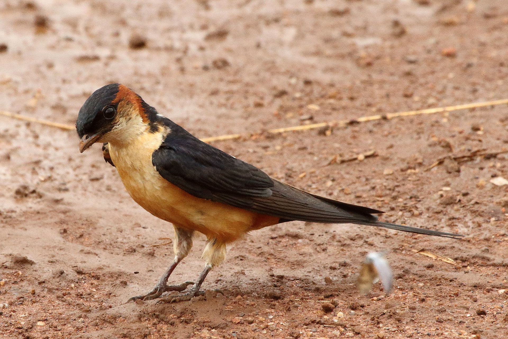 Birds - Nature Guide Training