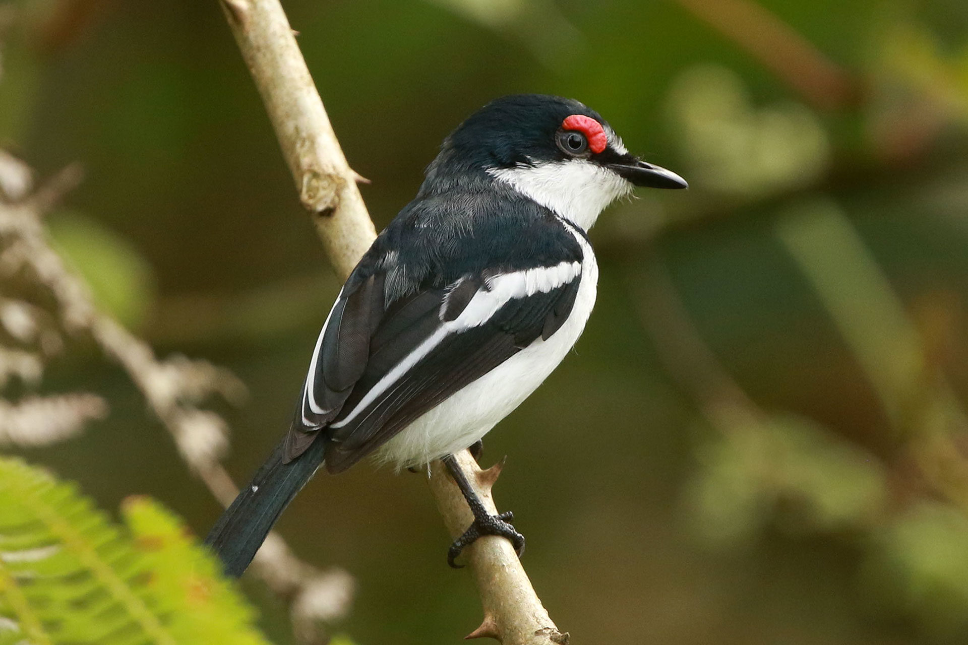 Birds - Nature Guide Training