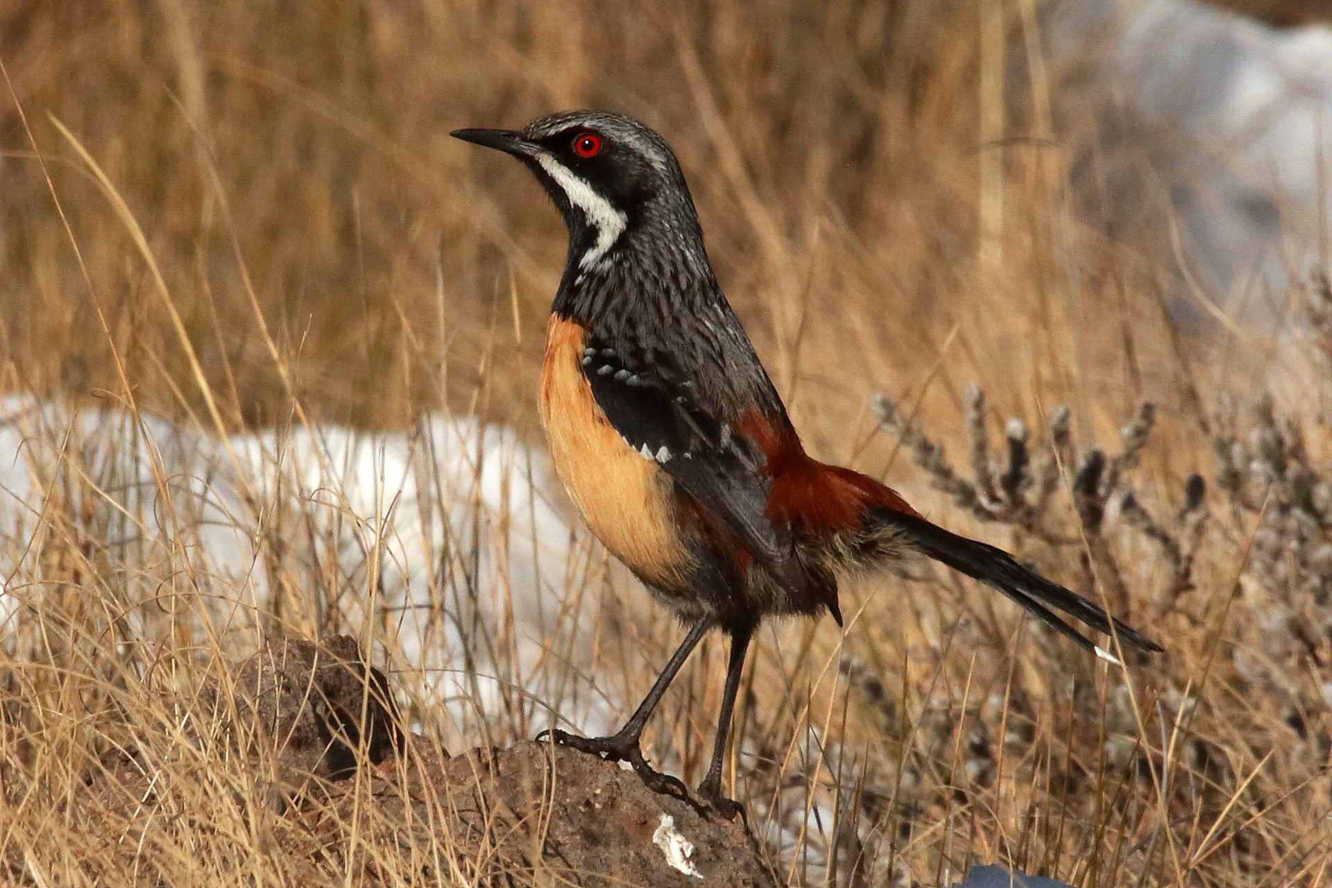Birds - Nature Guide Training