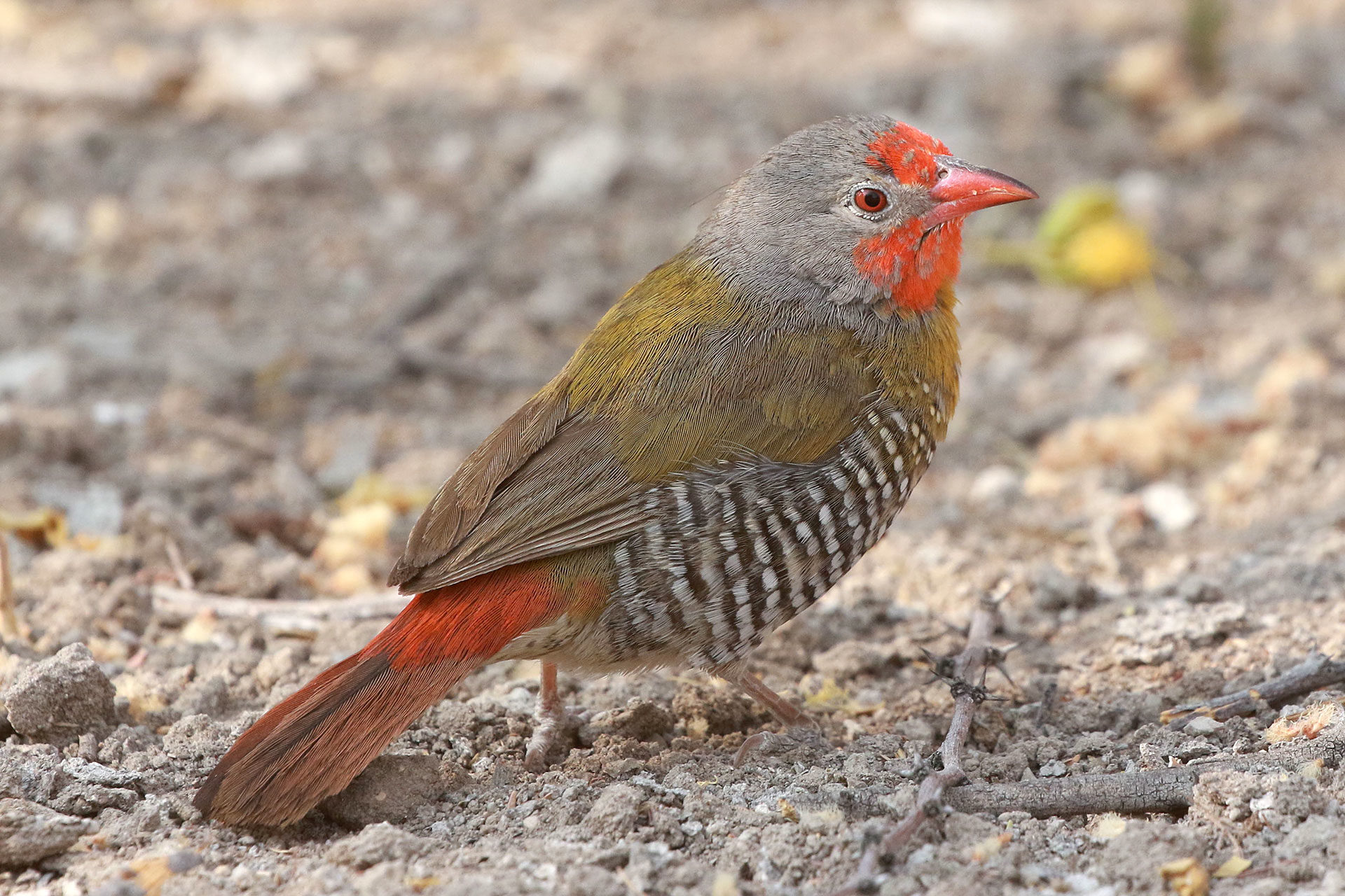 Birds - Nature Guide Training