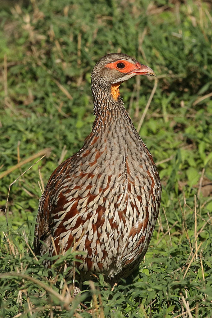 Birds - Nature Guide Training