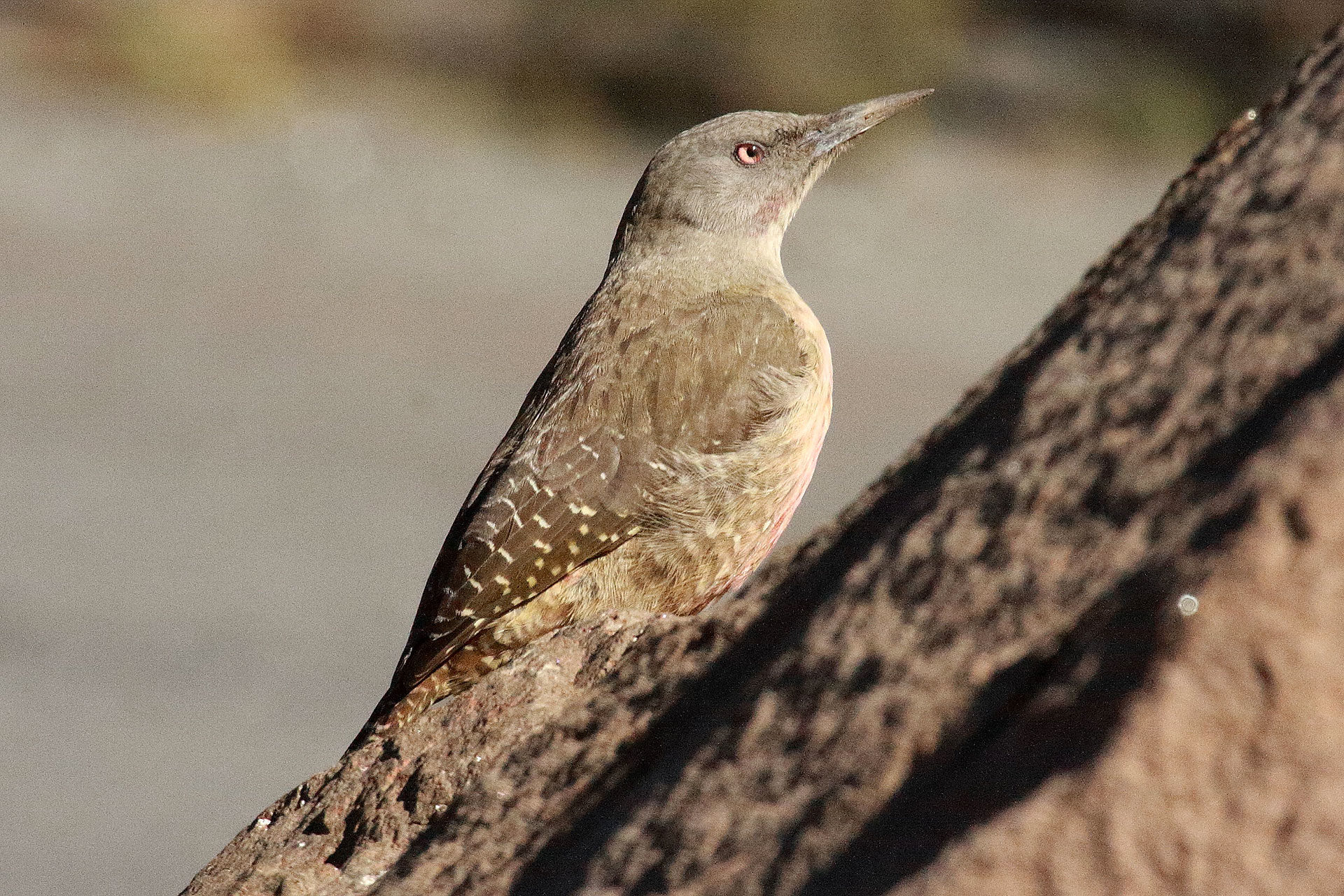 Birds - Nature Guide Training