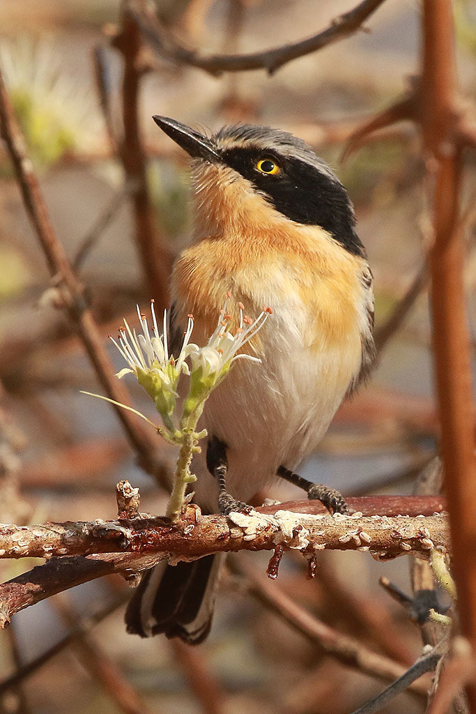 Birds - Nature Guide Training