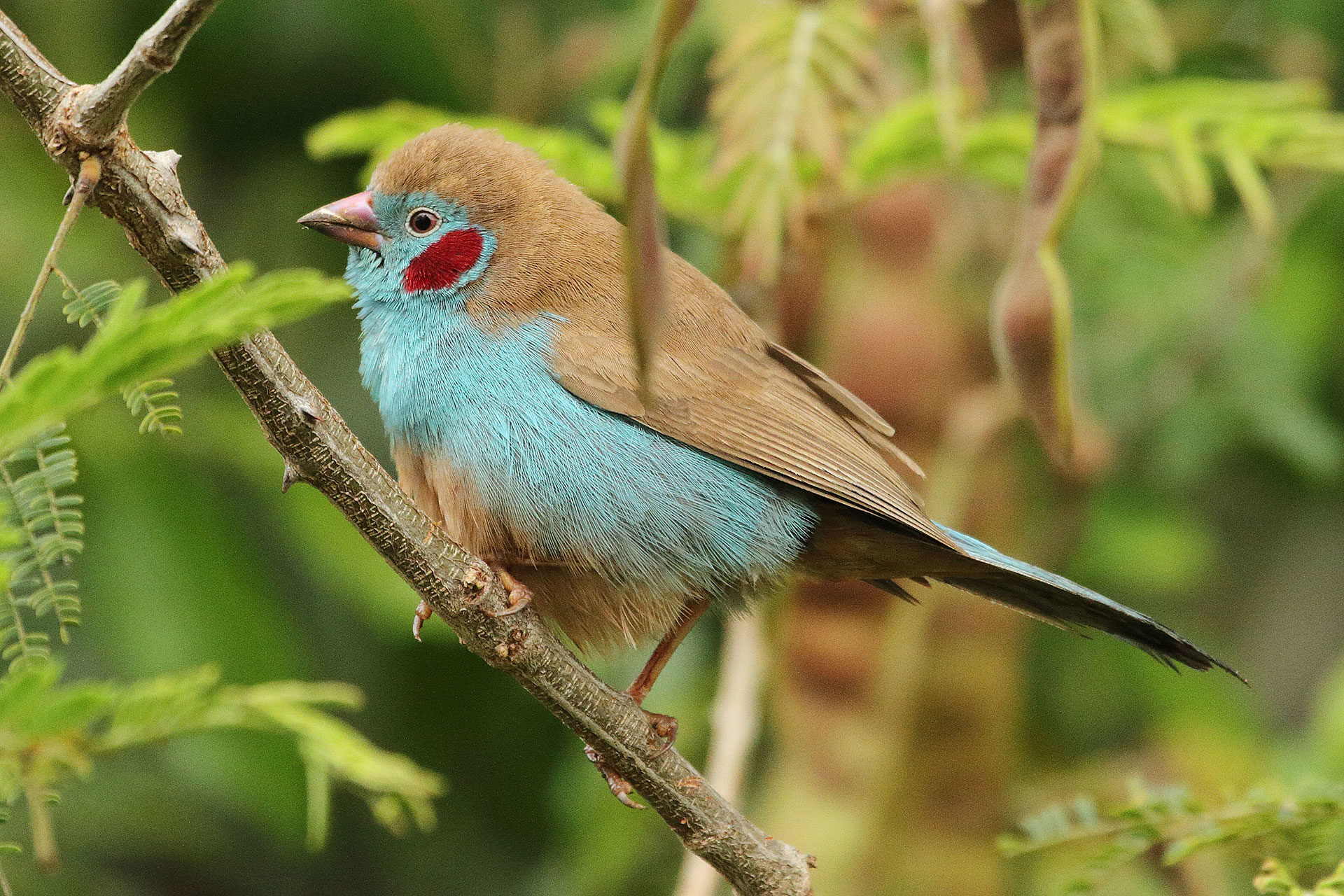 Birds - Nature Guide Training