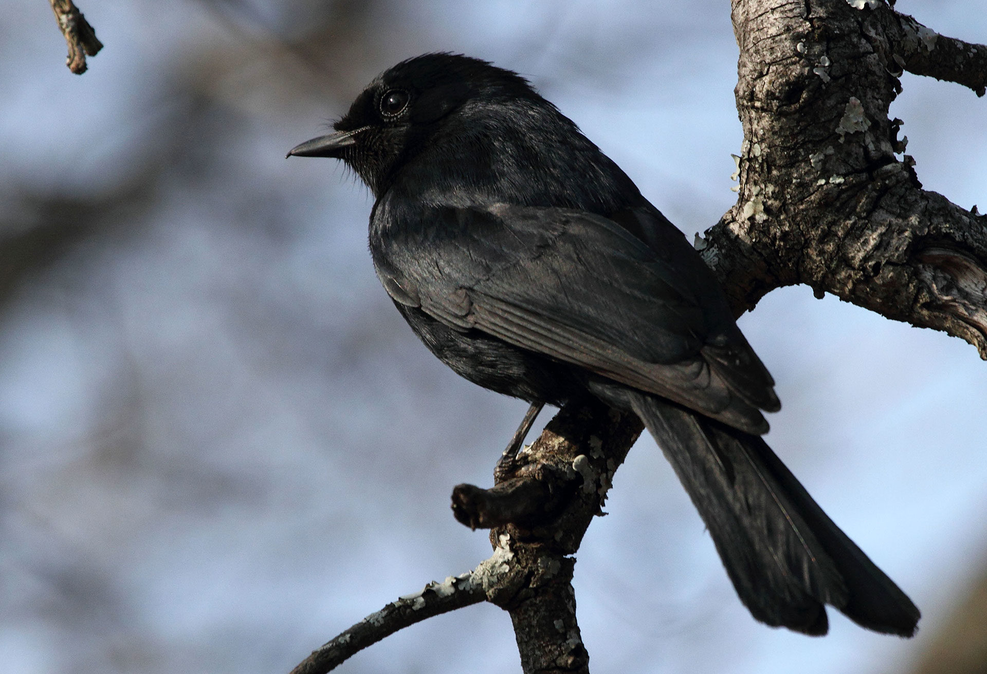 Birds - Nature Guide Training