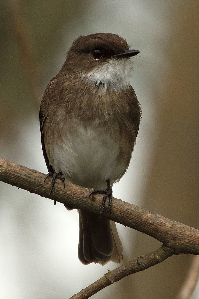 Birds - Nature Guide Training